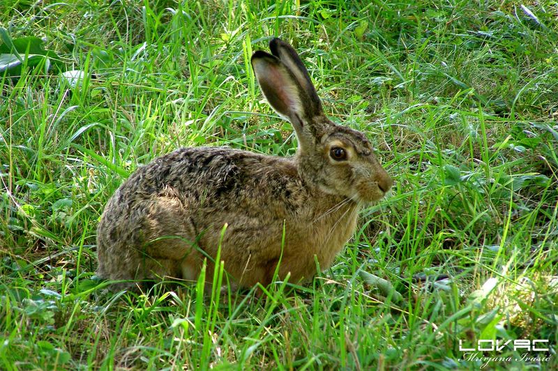 LOVAC.info portal - Zec (Lepus europeaus)