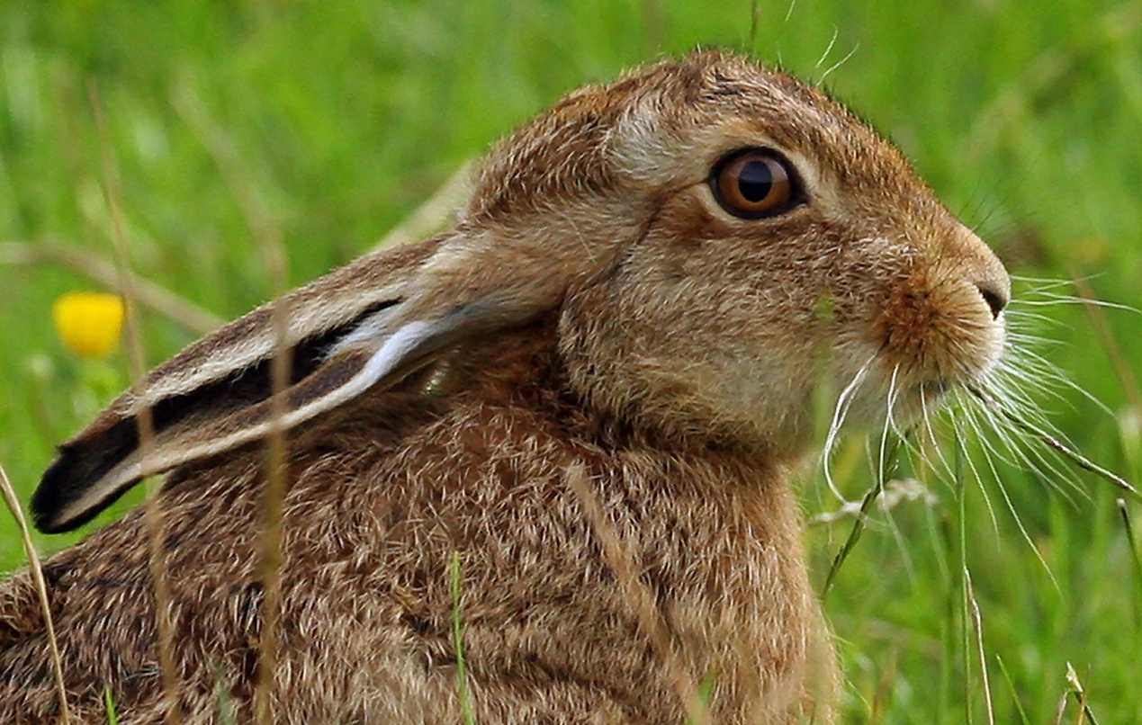 LOVAC.info portal - Zec (Lepus europeaus)