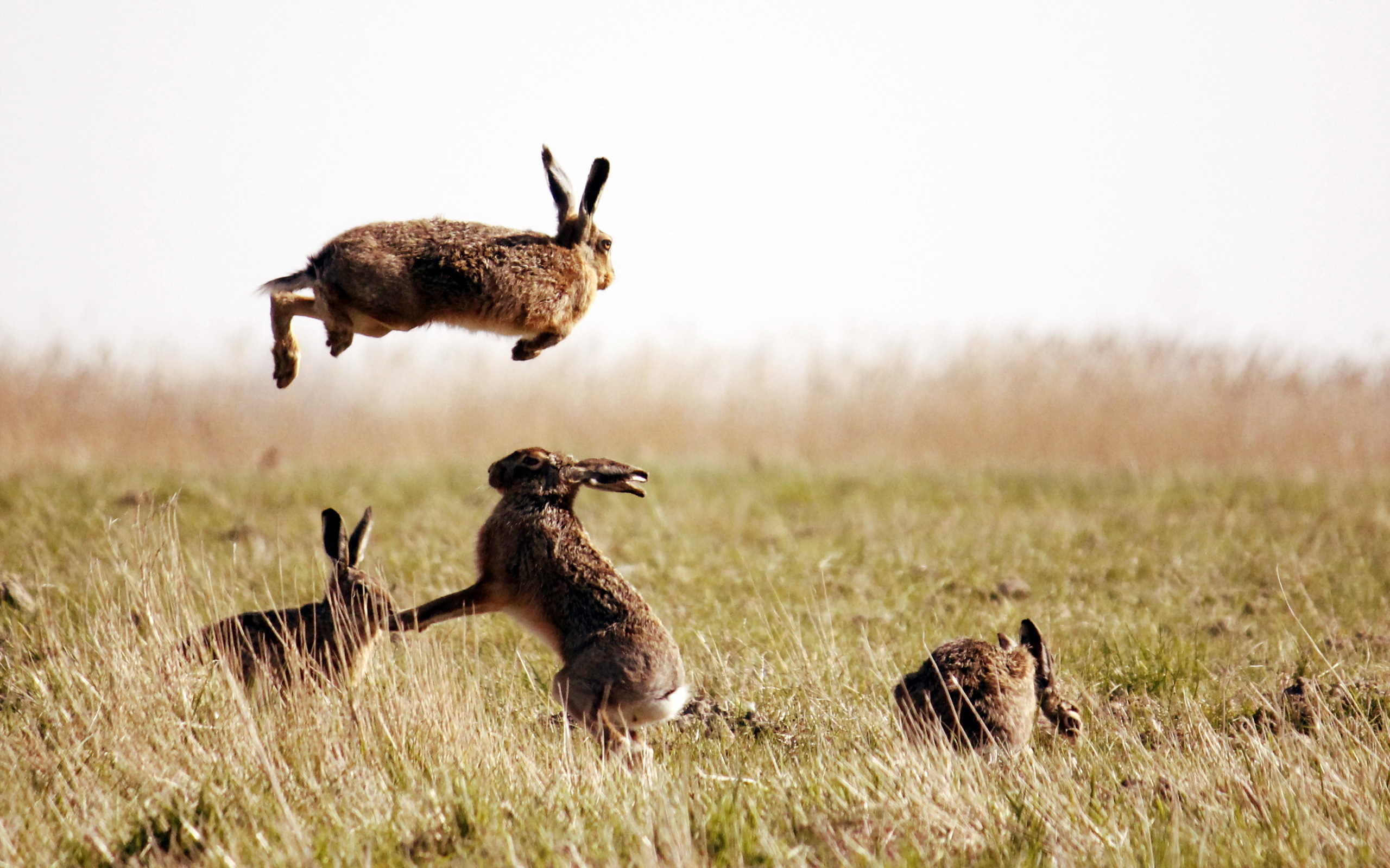 LOVAC.info portal - Zec (Lepus europeaus)